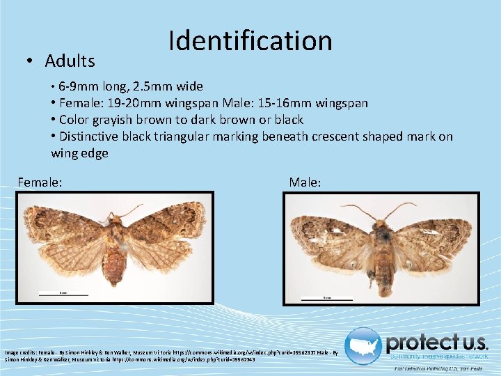 False Codling Moth Thaumatotibia leucotreta False Codling Moth
