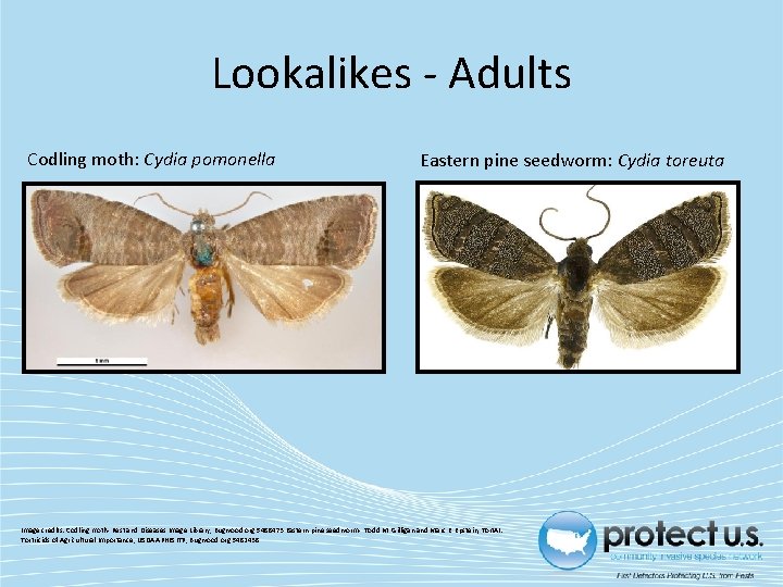 False Codling Moth Thaumatotibia leucotreta False Codling Moth