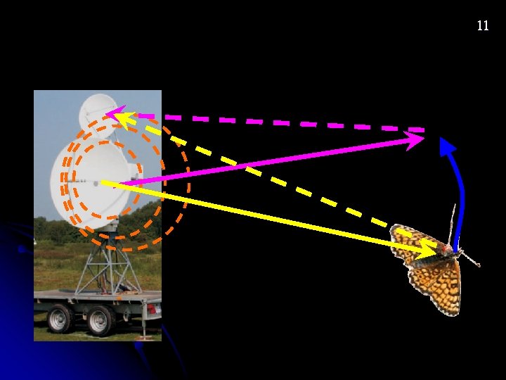Tracking butterfly movements with harmonic radar reveals an