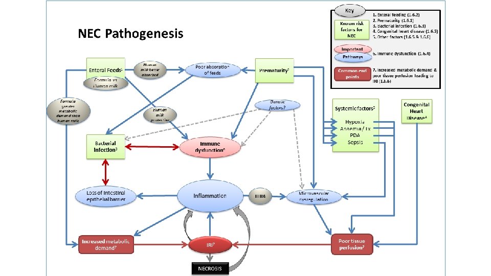 Necrotising Enterocolitis An Overview Definition of NEC Necrotising