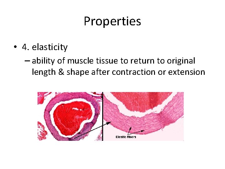 Muscular System 1 To be copied Types of
