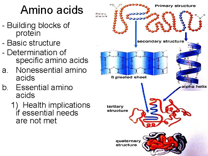 Proteins Chapter 6 BIOL 1400 Dr Mohamad H