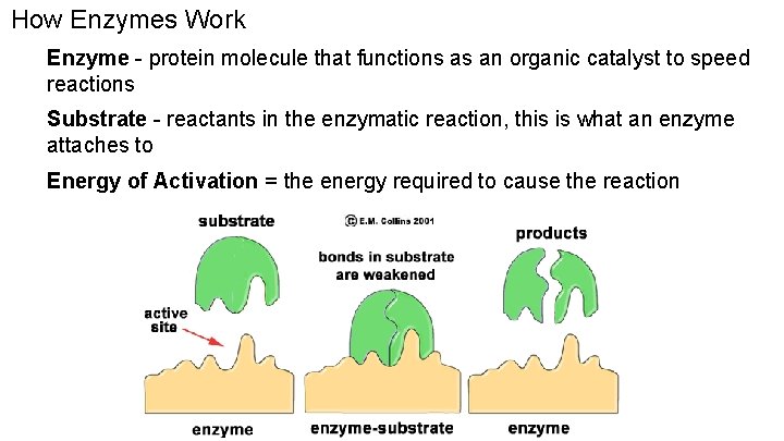 Metabolism Energy and Enzymes Just 10 000 years