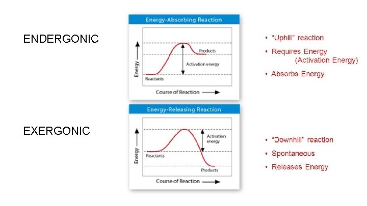 Metabolism Energy and Enzymes Just 10 000 years