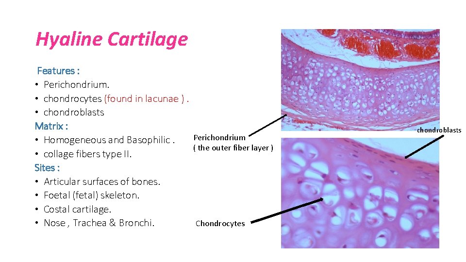 Histology Practical Musculoskeletal Block Things you need to