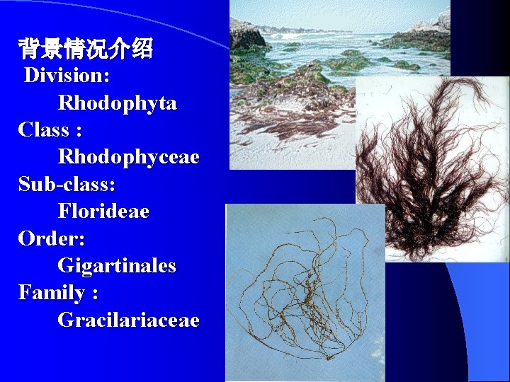 Division Rhodophyta Class Rhodophyceae Subclass Florideae Order ...