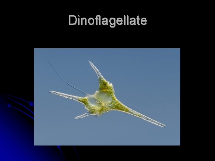 3 ANIMALLIKE PROTISTS THE PROTOZOA THE PROTOZOA Kingdom