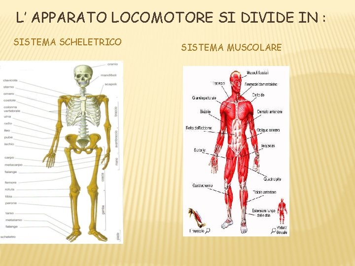 L APPARATO LOCOMOTORE Chiara Leonardi L APPARATO LOCOMOTORE