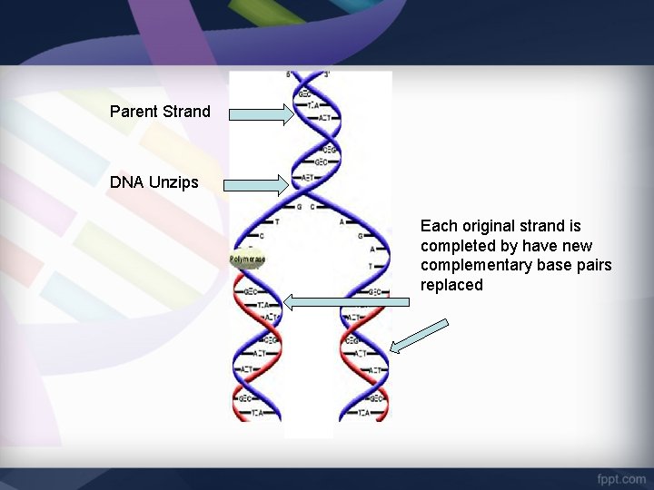 The Structure of DNA Deoxyribonucleic Acid DNA Video