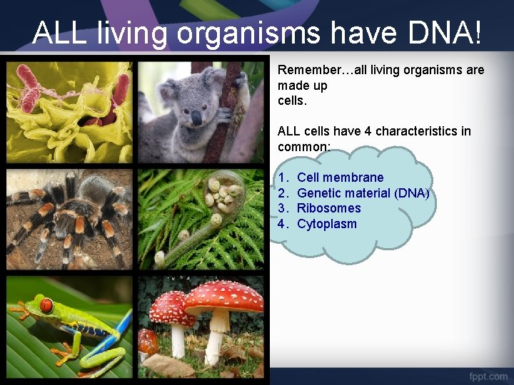 The Structure of DNA Deoxyribonucleic Acid DNA Video