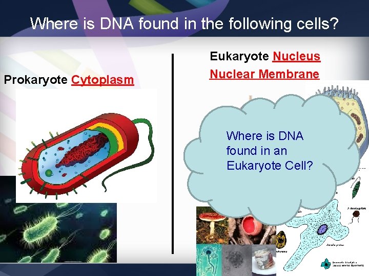 The Structure of DNA Deoxyribonucleic Acid DNA Video