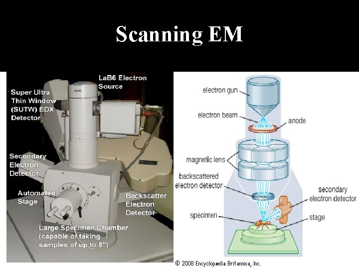 IFFAT FATIMA UOG ELECTRON MICROSCOPE Contents History LM