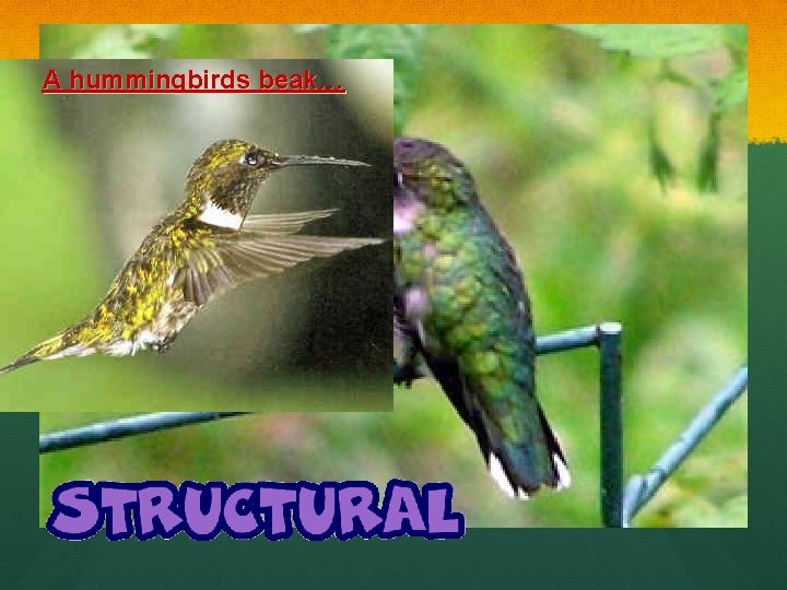 Behavioral or responses to the environment Ex birds