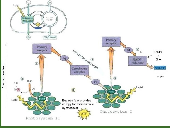 PHOTOSYNTHESIS LIGHT REACTIONS Pigments substances that absorb light