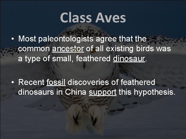 CLASS AVES Class Aves Most paleontologists agree that