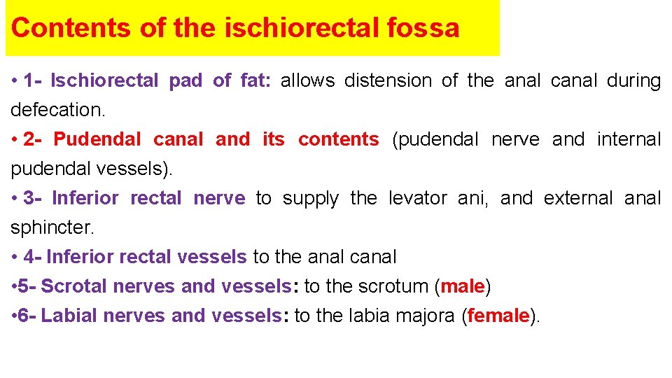 Perineum Perineum Symphysis pubis This is the outlet