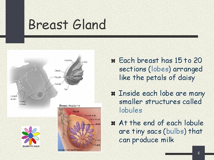 Digital Mammography and ComputerAided Diagnosis Medical ppt http