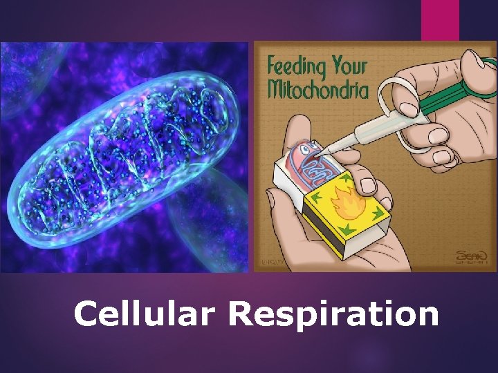 BIOENERGETIC REACTIONS Photosynthesis Overview All energy on earth
