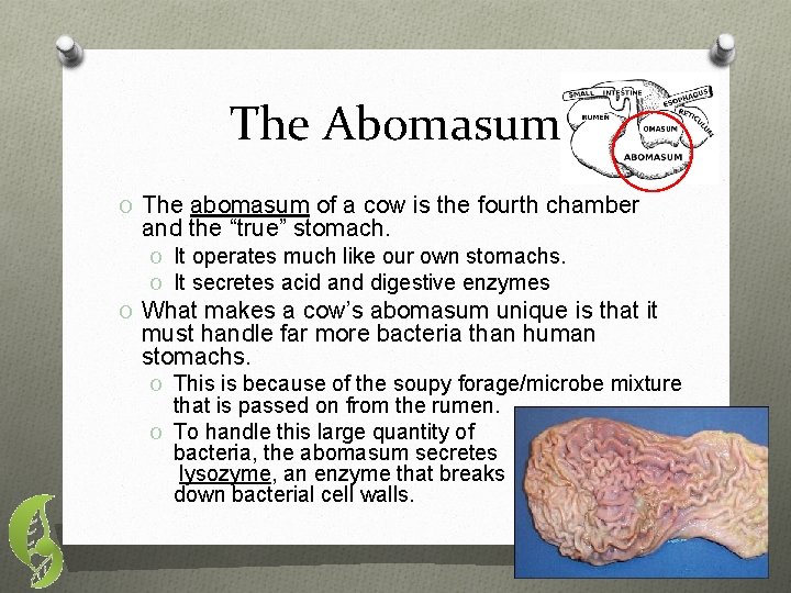 Ruminant Physiology By C Kohn Department of Agricultural