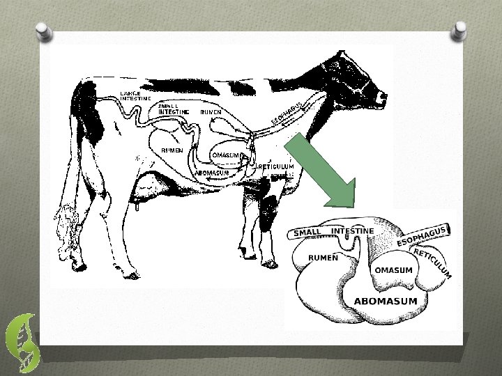 Ruminant Physiology By C Kohn Department of Agricultural