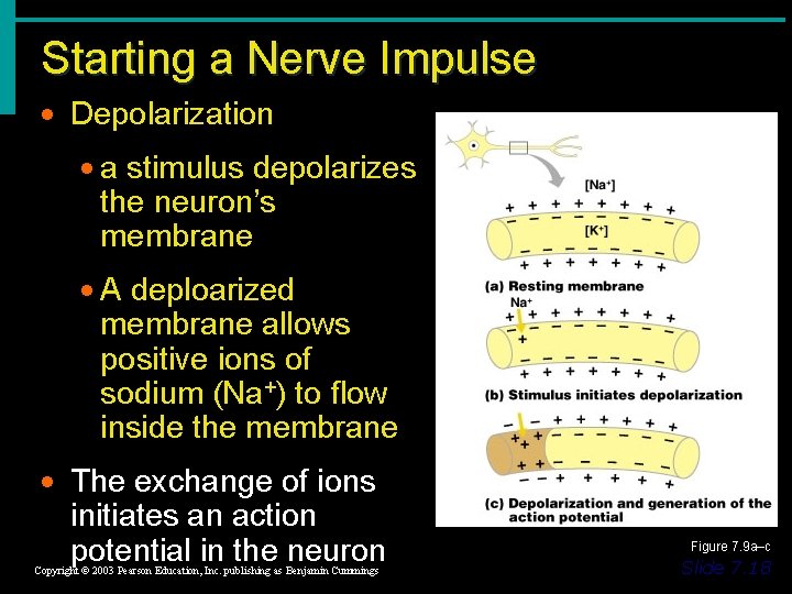 Neuron Function Ch 7 b Functional Classification of