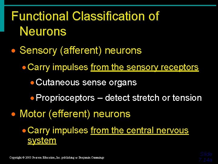 Neuron Function Ch 7 b Functional Classification of