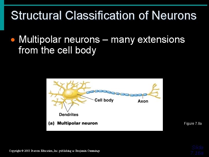 Neuron Function Ch 7 b Functional Classification of