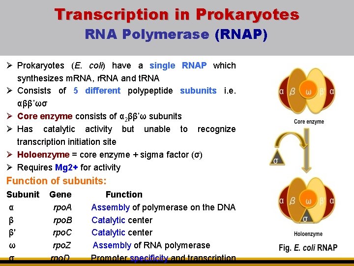Transcription in Prokaryotes RNA Polymerase RNAP Prokaryotes E