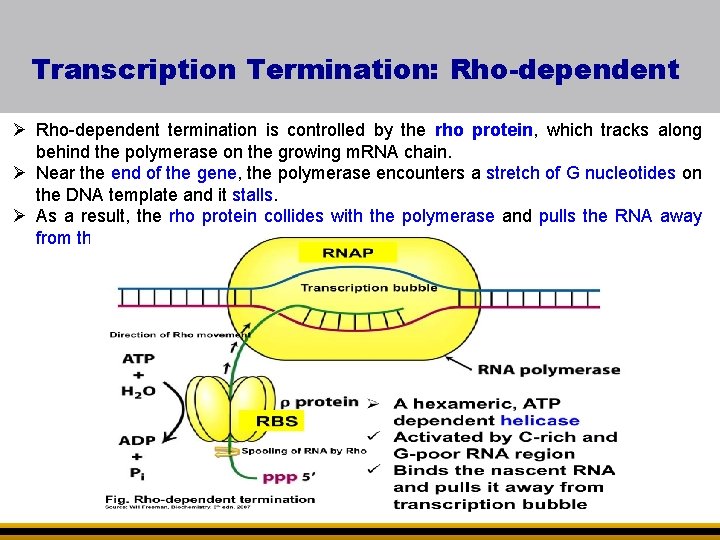 Transcription in Prokaryotes RNA Polymerase RNAP Prokaryotes E