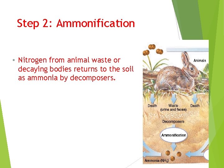 Objectives Summarize the steps of the water cycle