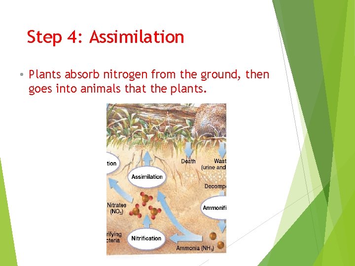 Objectives Summarize the steps of the water cycle