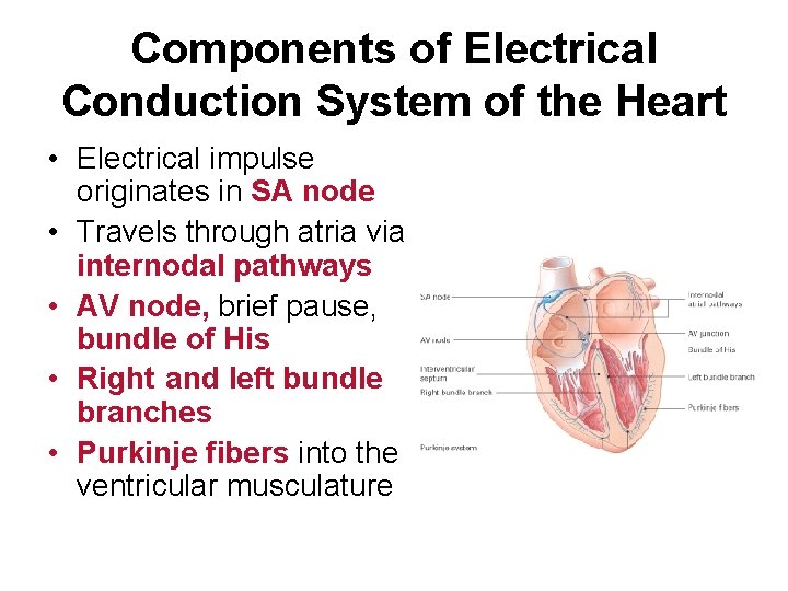 8 Introducing the Atrial Rhythms Introducing the Sinus