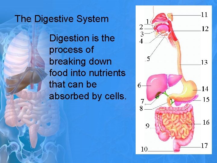 The Digestive System The Digestive System Digestion is