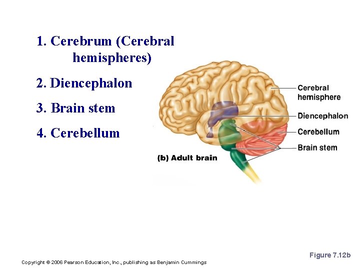 7 PART B Part II Central Nervous System