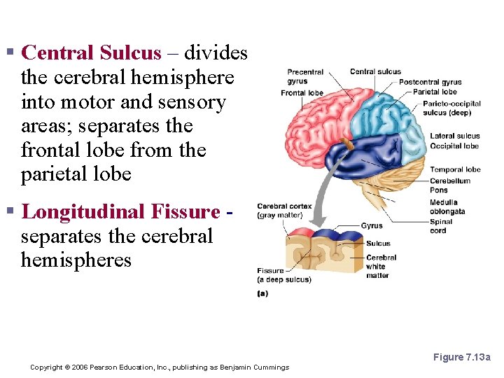 7 PART B Part II Central Nervous System