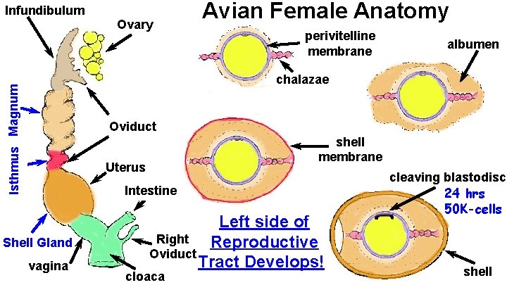 AnimalDairy Science 434 Female comparative anatomy History of