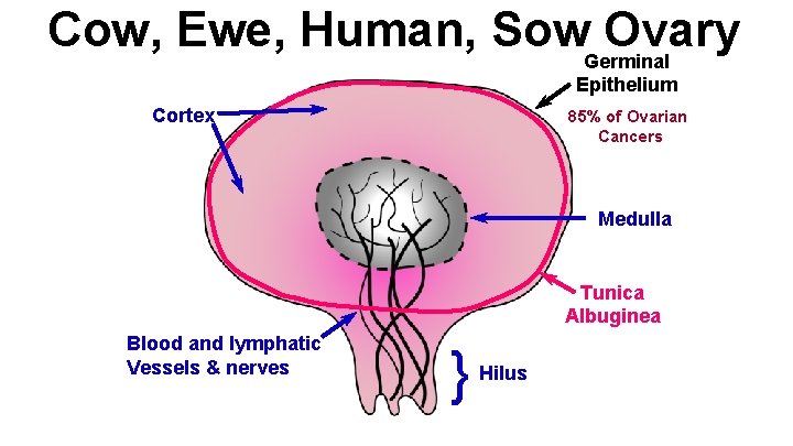 AnimalDairy Science 434 Female comparative anatomy History of