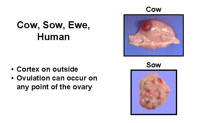 AnimalDairy Science 434 Female comparative anatomy History of