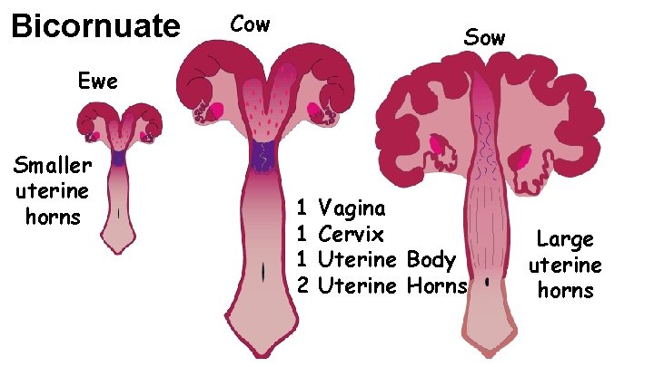 AnimalDairy Science 434 Female comparative anatomy History of