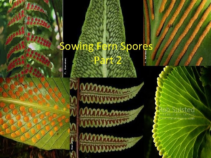 Sowing Fern Spores Part 2 Reproduction of Ferns
