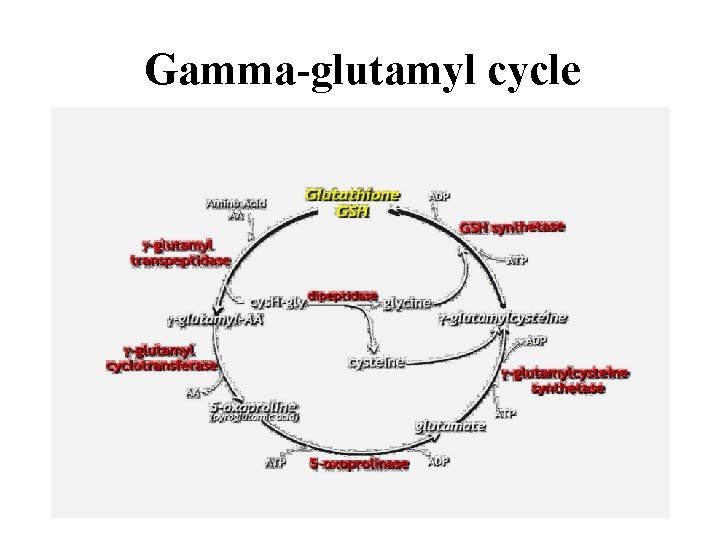 AMINO ACID METABOLISM Metabolic relationship of amino acids