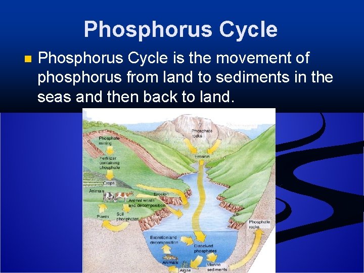 Carbon and Phosphorus Cycle By Steve Kim Francisco