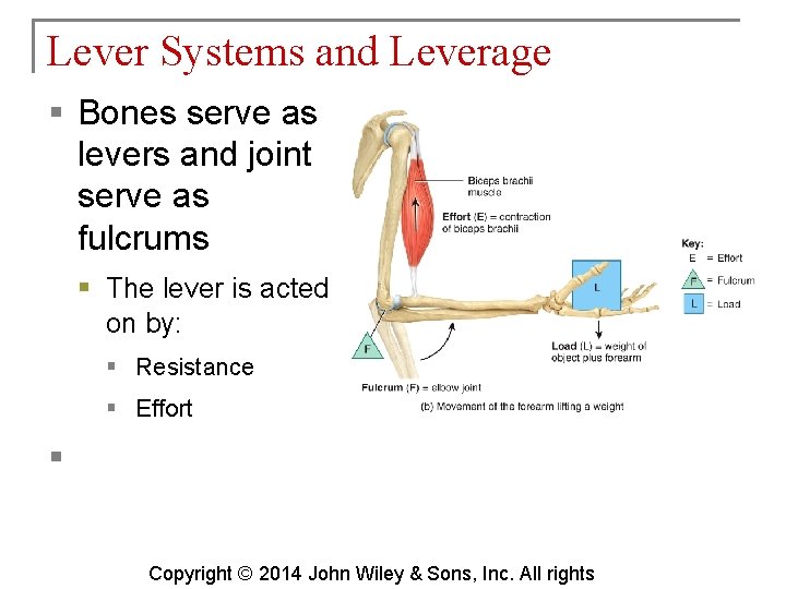 Principles of Anatomy and Physiology 14 th Edition