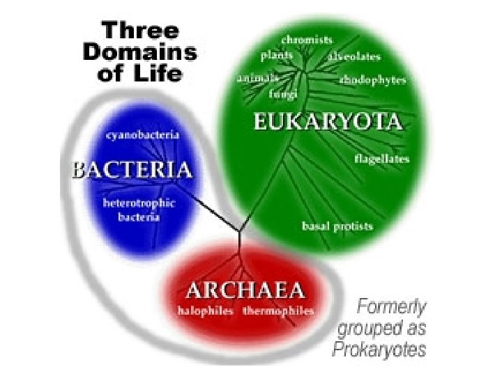 What Do Biologists Study Biology the study of