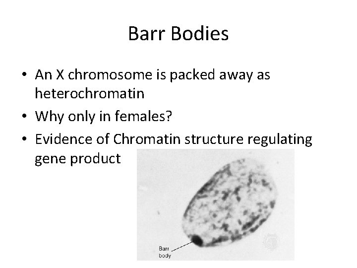 Eukaryotic Gene Regulation 5 mechanisms 1 2 3