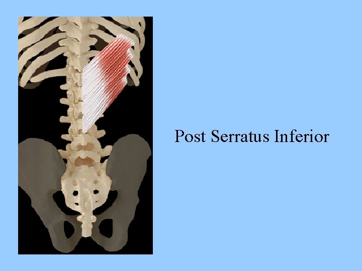 The Posterior Skeletal Muscles in Review Irenes Myomassology
