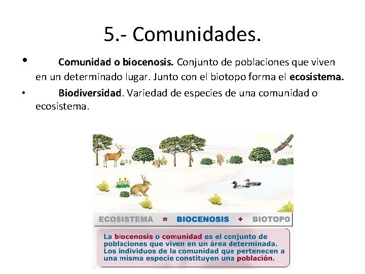 Tema 9 La estructura de los ecosistemas Introduccin