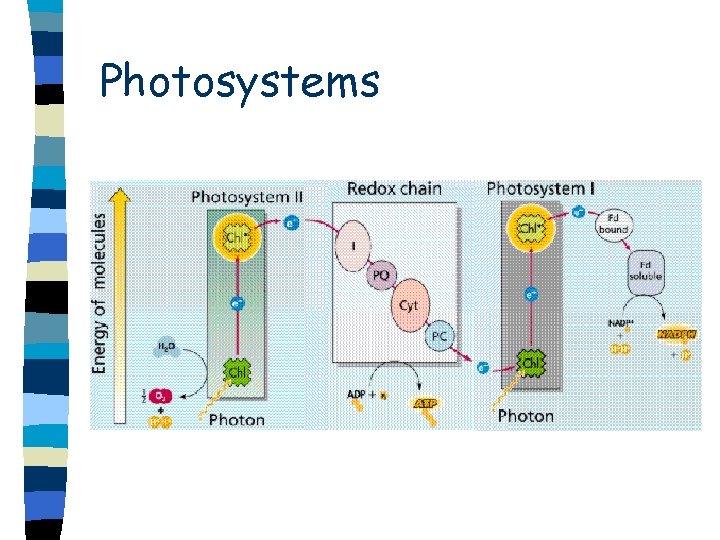 Energy Chapters 8 10 Metabolism n Biochemical pathways