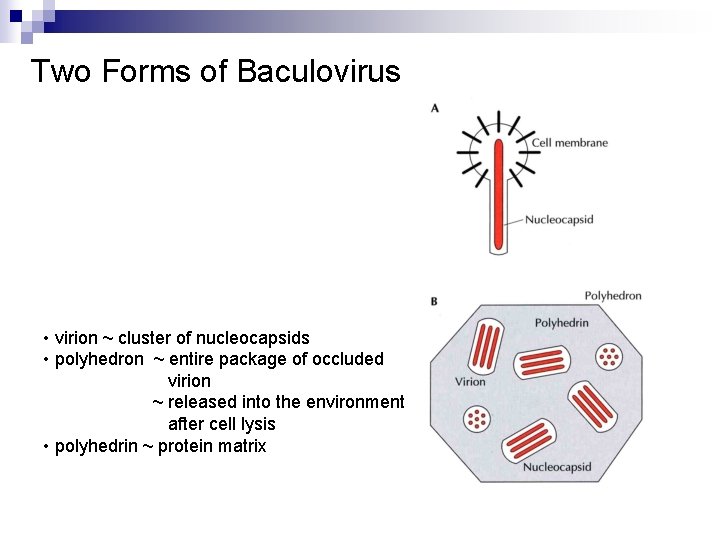 BaculovirusInsect Cell Expression System n Insect cell system