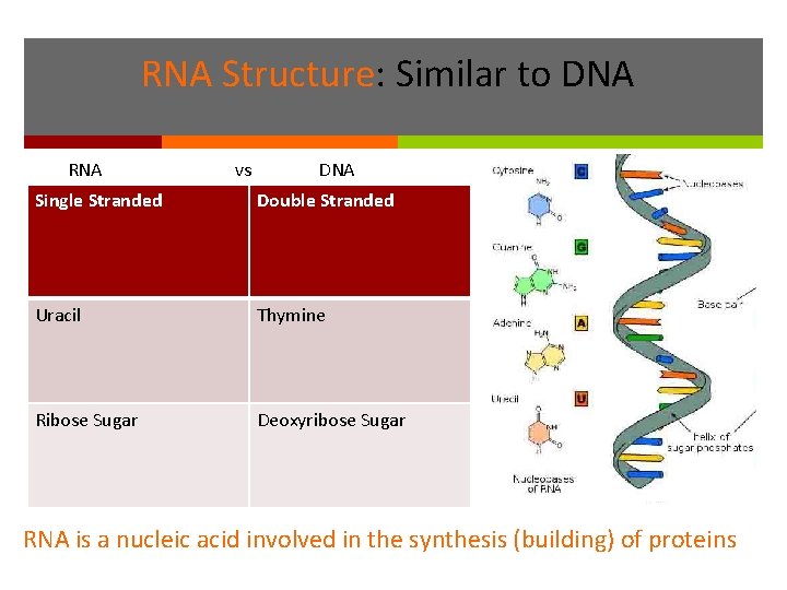 Protein Synthesis Its All About Proteins make the